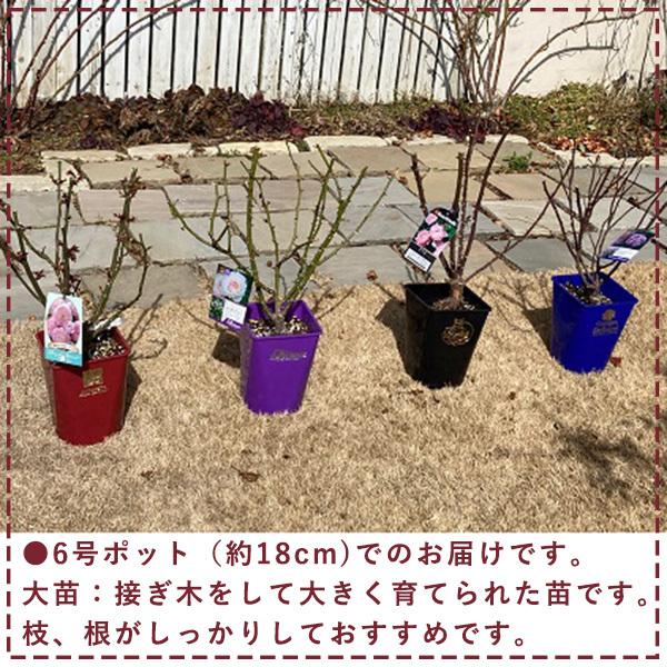バラ大苗 パルミラ Palmyra 6号ポット 淡赤紫 四季咲き 中輪 丸弁八重咲き ロサオリエンティス RosaOrientis : 渋谷園芸 植木鉢屋 - 通販 - Yahoo!ショッピング