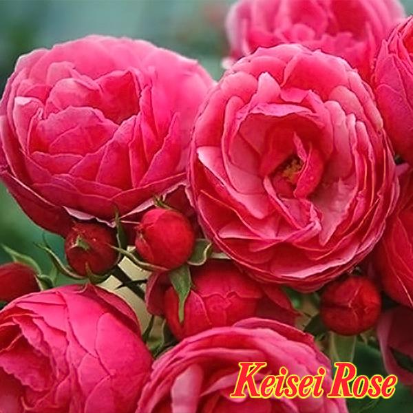 バラ大苗 ポンポネッラ Pomponella 6号ポット 濃桃 四季咲き カップ咲き CL 中輪 コルデス 京成バラ園芸 : 渋谷園芸 植木鉢屋 - 通販 - Yahoo!ショッピング