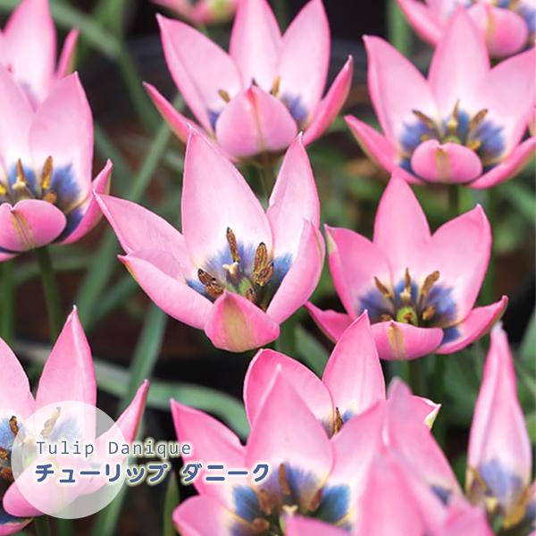 チューリップ 球根 ダニーク 桃 原種系 3球絵袋入り 一重咲き ダニケ GPN 秋植え球根 第四種郵便可 : 渋谷園芸 植木鉢屋 - 通販 ...