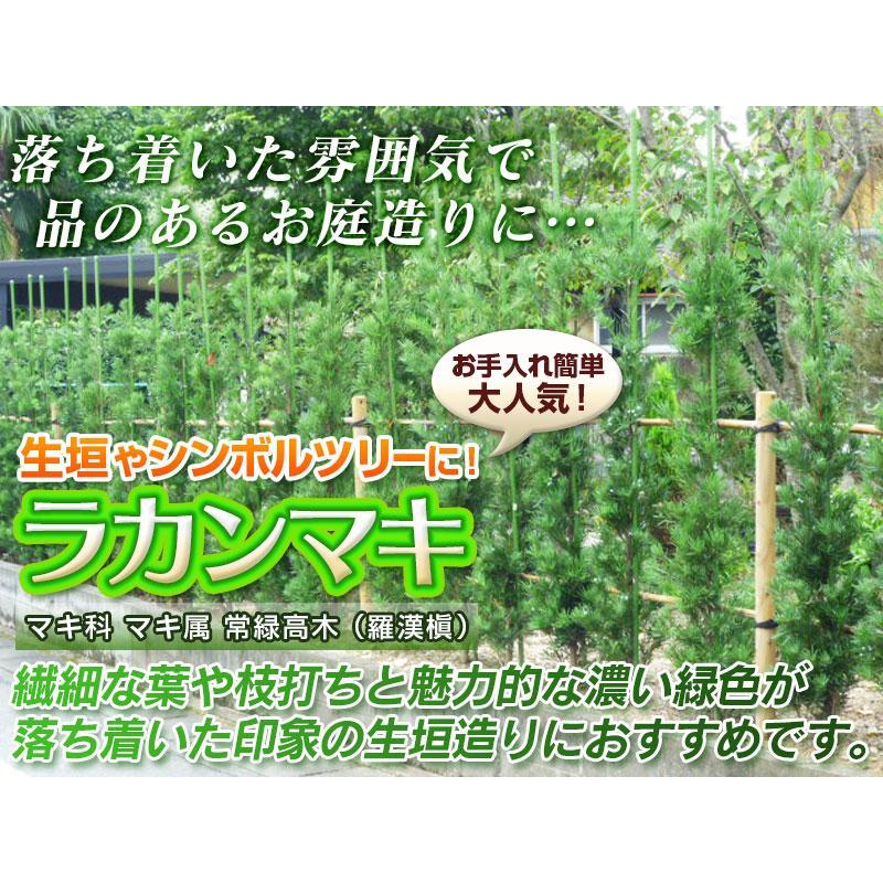 ラカンマキ 樹高0.9m前後 15cmポット （10本セット）（送料無料） 苗 植木 苗木 庭 : 10003582 : 植木業販 - 通販 - Yahoo!ショッピング