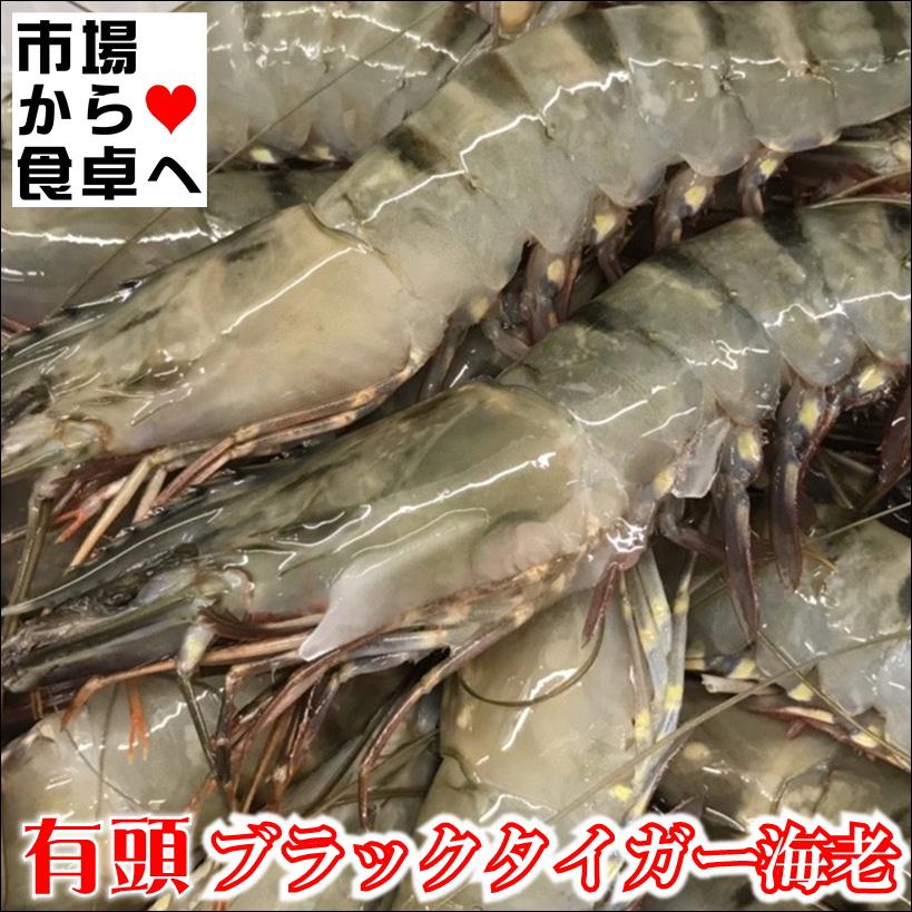 有頭ブラックタイガー海老 特大1.3kg(15尾)【鮮度維持ブロック凍結】業務用、ボリュームのあるサイズ【冷凍便】 : うまいもの市場Yahoo!店 - 通販 - Yahoo!ショッピング