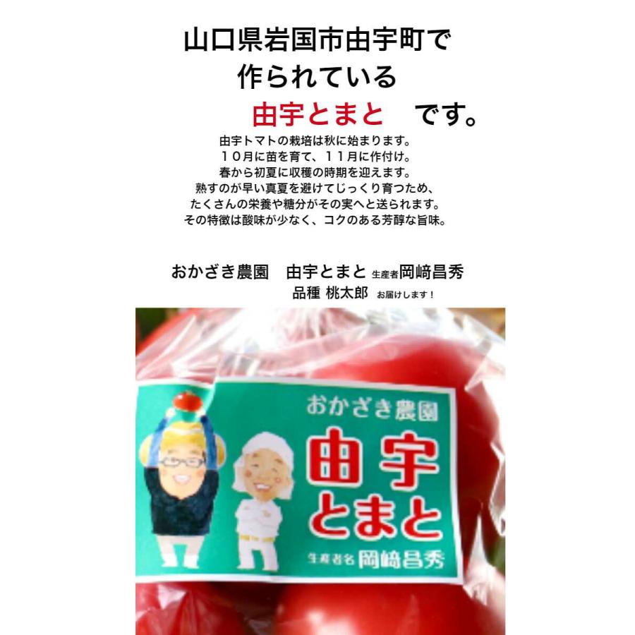 由宇とまと1kg 送料無料（500g2袋） 桃太郎 岩国ブランド 特産品 トマト農家 おかざき農園 : うまもん - 通販 - Yahoo!ショッピング