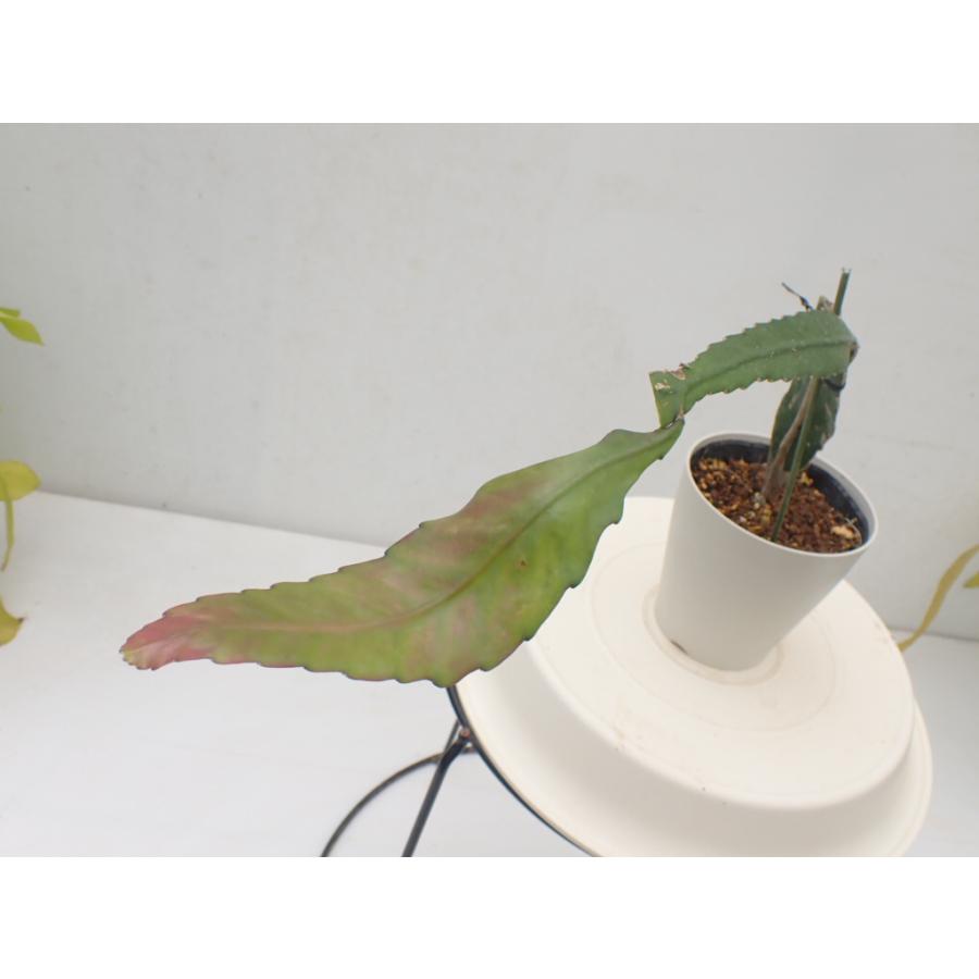 Disocactus amazonicus 10．5cmPOT 3．5号鉢 : UMBER KELP - 通販 - Yahoo!ショッピング