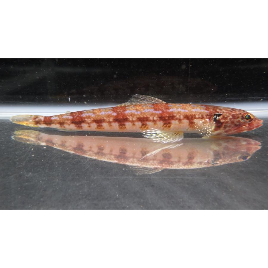 （エソ科） アカエソ Synodus ulae （20〜30cm） 1匹 : アクアハウス魚の道 - 通販 - Yahoo!ショッピング