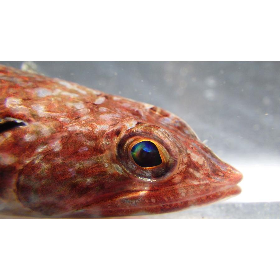 （エソ科） アカエソ Synodus ulae （20〜30cm） 1匹 : アクアハウス魚の道 - 通販 - Yahoo!ショッピング