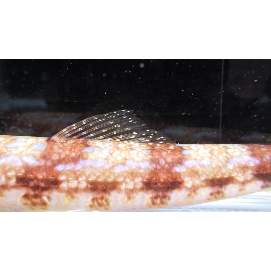 （エソ科） アカエソ Synodus ulae （20〜30cm） 1匹 : アクアハウス魚の道 - 通販 - Yahoo!ショッピング