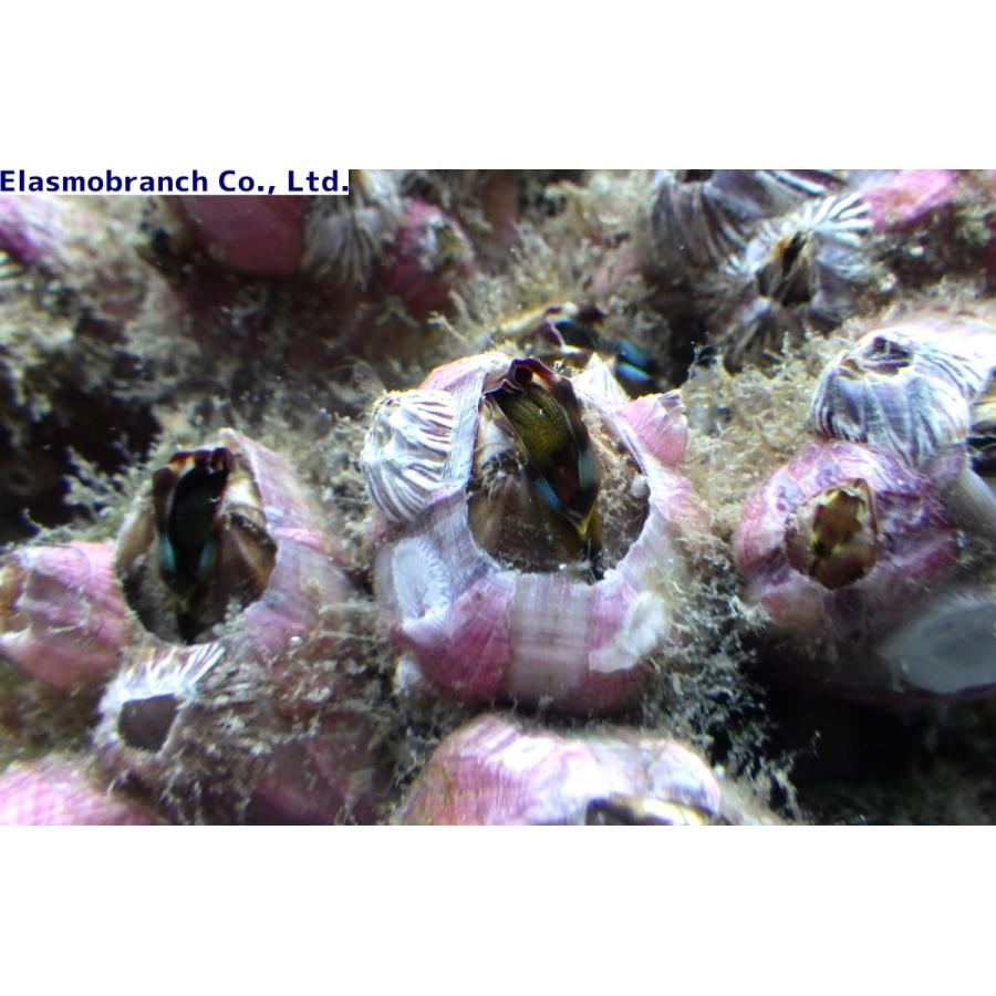 （フジツボ科）アカフジツボ 群体 Megabalanus rosa （Mサイズ） 1匹 : アクアハウス魚の道 - 通販 - Yahoo!ショッピング