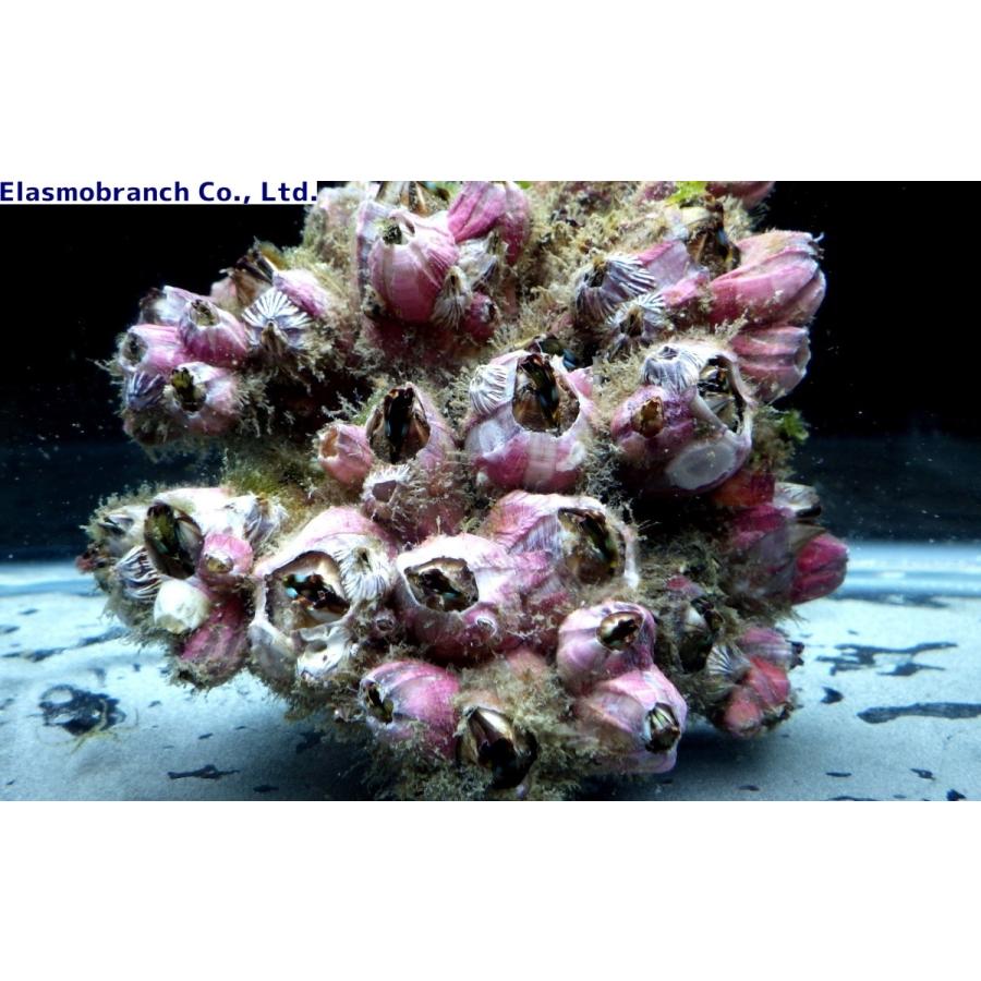 （フジツボ科）アカフジツボ 群体 Megabalanus rosa （Lサイズ） 1匹 : アクアハウス魚の道 - 通販 - Yahoo!ショッピング