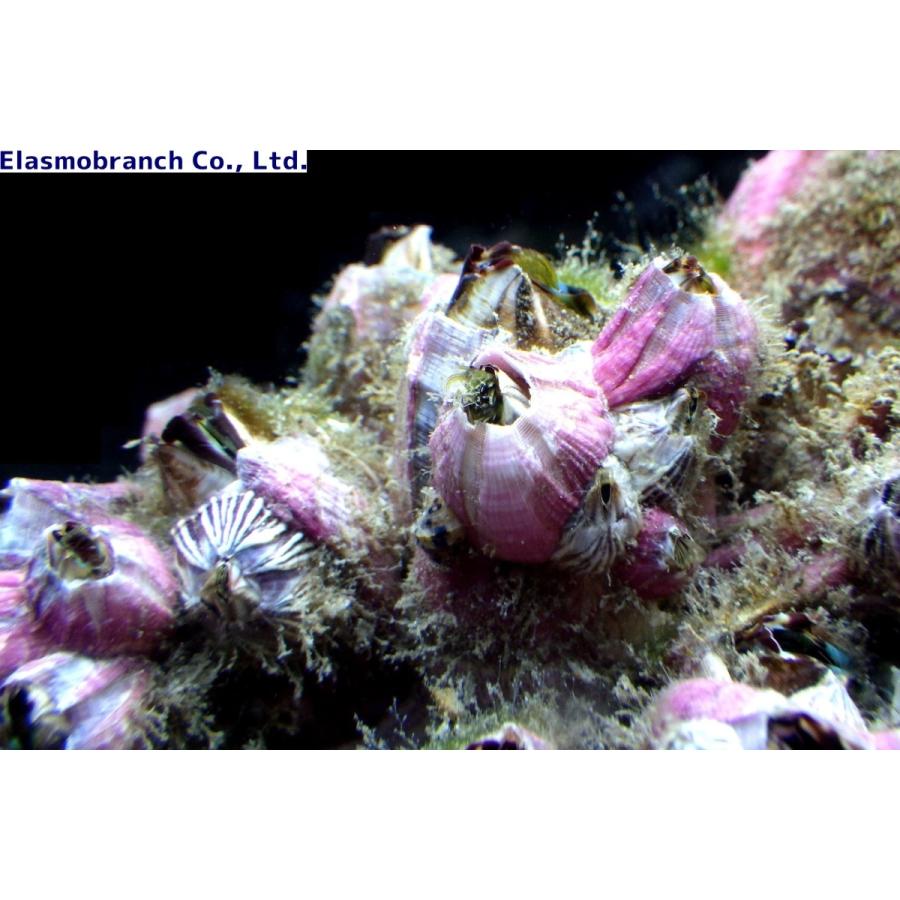 （フジツボ科）アカフジツボ 群体 Megabalanus rosa （Lサイズ） 1匹 : アクアハウス魚の道 - 通販 - Yahoo!ショッピング