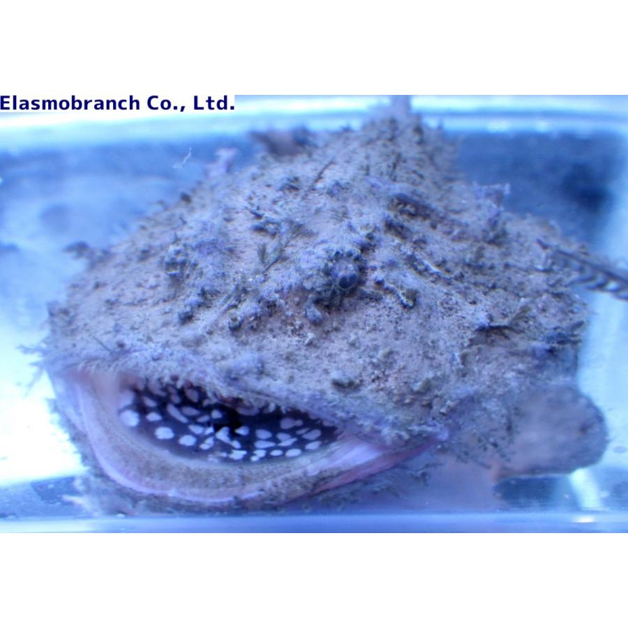 （アンコウ科） アンコウ Lophiomus setigerus （6〜10cm） 1匹 : アクアハウス魚の道 - 通販 - Yahoo ...