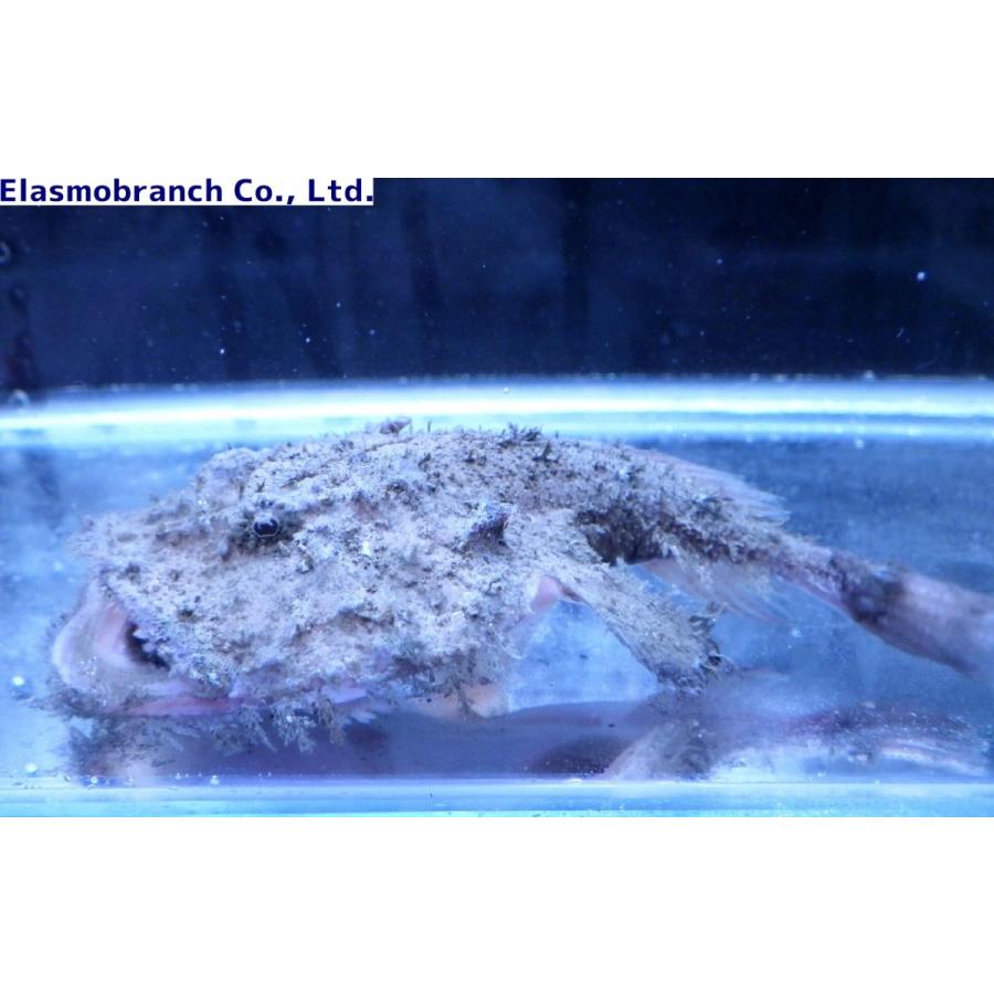 （アンコウ科） アンコウ Lophiomus setigerus （6〜10cm） 1匹 : アクアハウス魚の道 - 通販 - Yahoo ...