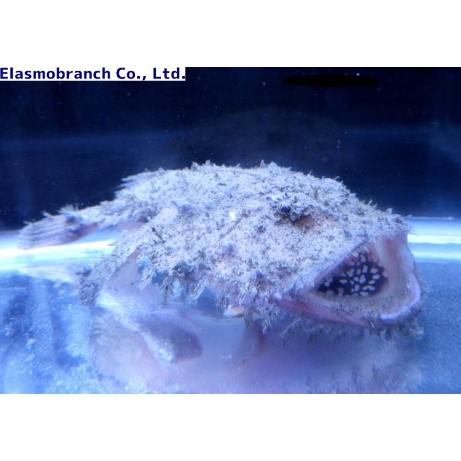 （アンコウ科） アンコウ Lophiomus setigerus （6〜10cm） 1匹 : アクアハウス魚の道 - 通販 - Yahoo ...