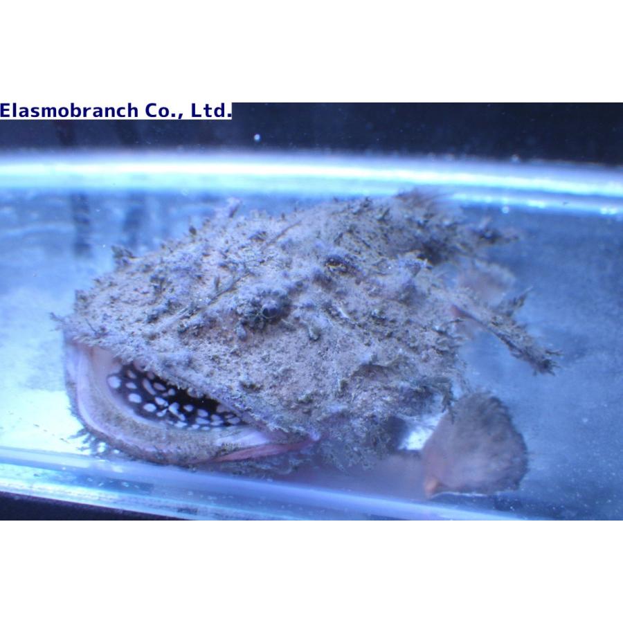 （アンコウ科） アンコウ Lophiomus setigerus （6〜10cm） 1匹 : アクアハウス魚の道 - 通販 - Yahoo ...