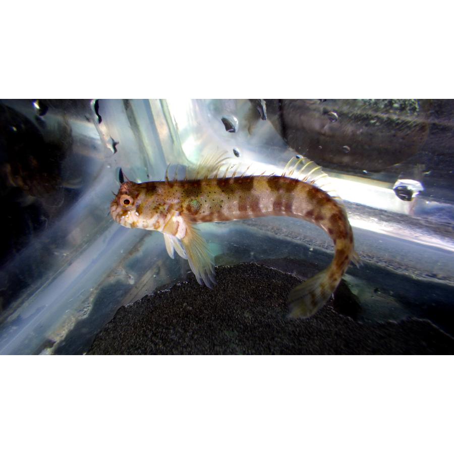 （イソギンポ科） アオモンギンポ Entomacrodus caudofasciatus （2〜4cm） 1匹 : アクアハウス魚の道 ...