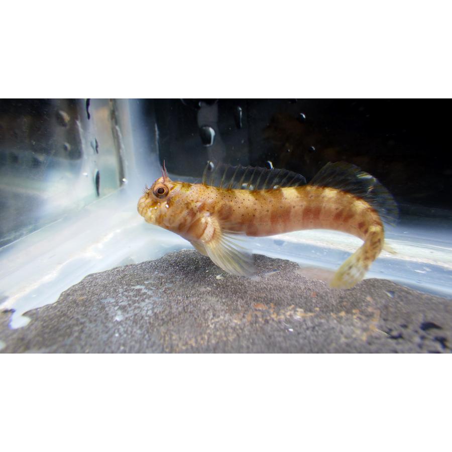 （イソギンポ科） アオモンギンポ Entomacrodus caudofasciatus （2〜4cm） 1匹 : アクアハウス魚の道 ...