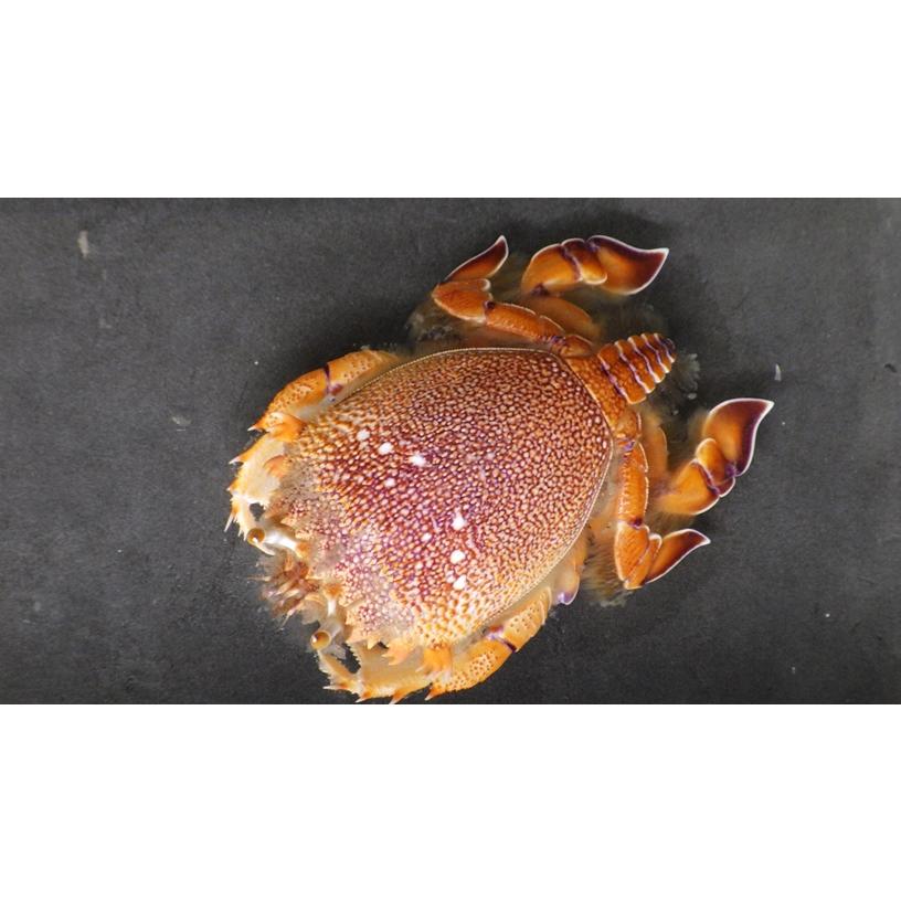 （アサヒガニ科） アサヒガニ Ranina ranina （甲長5〜8cm） 1匹 : アクアハウス魚の道 - 通販 - Yahoo!ショッピング