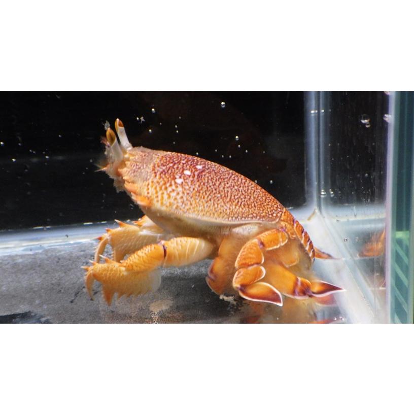 （アサヒガニ科） アサヒガニ Ranina ranina （甲長5〜8cm） 1匹 : アクアハウス魚の道 - 通販 - Yahoo!ショッピング