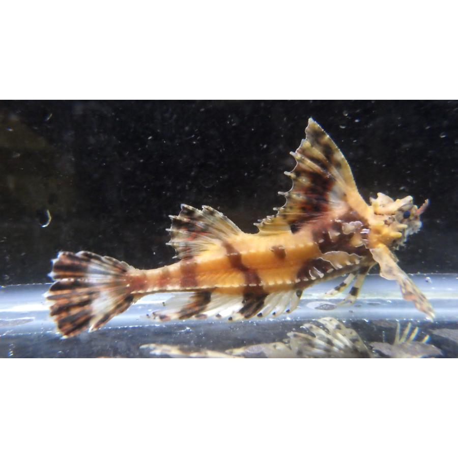 （トクビレ科） アツモリウオ イエロー Agonomalus proboscidalis （5〜8cm） 1匹 : アクアハウス魚の道 ...