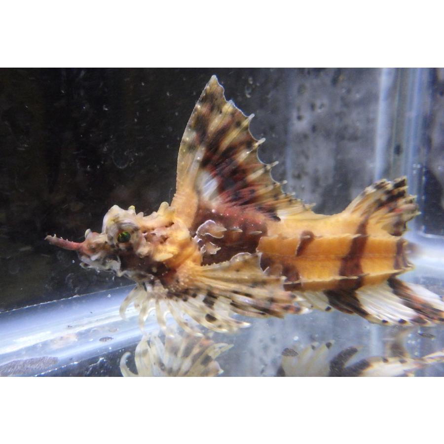 （トクビレ科） アツモリウオ イエロー Agonomalus proboscidalis （5〜8cm） 1匹 : アクアハウス魚の道 ...