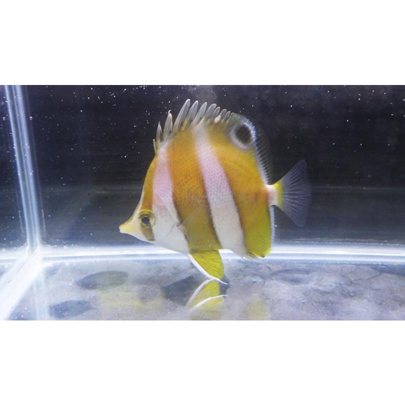 （チョウチョウウオ科） ゲンロクダイ Chaetodon modestus、Roa modesta （8〜10cm） 1匹 : アクアハウス魚 ...