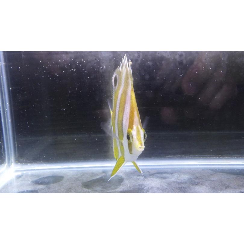 （チョウチョウウオ科） ゲンロクダイ Chaetodon modestus、Roa modesta （8〜10cm） 1匹 : アクアハウス魚 ...