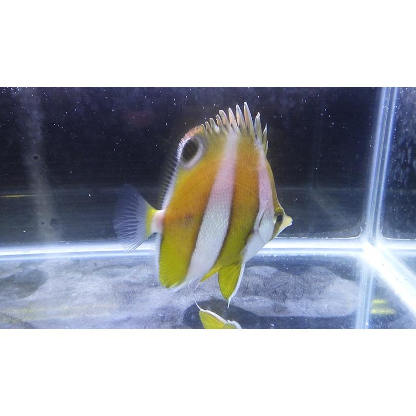 （チョウチョウウオ科） ゲンロクダイ Chaetodon modestus、Roa modesta （8〜10cm） 1匹 : アクアハウス魚 ...