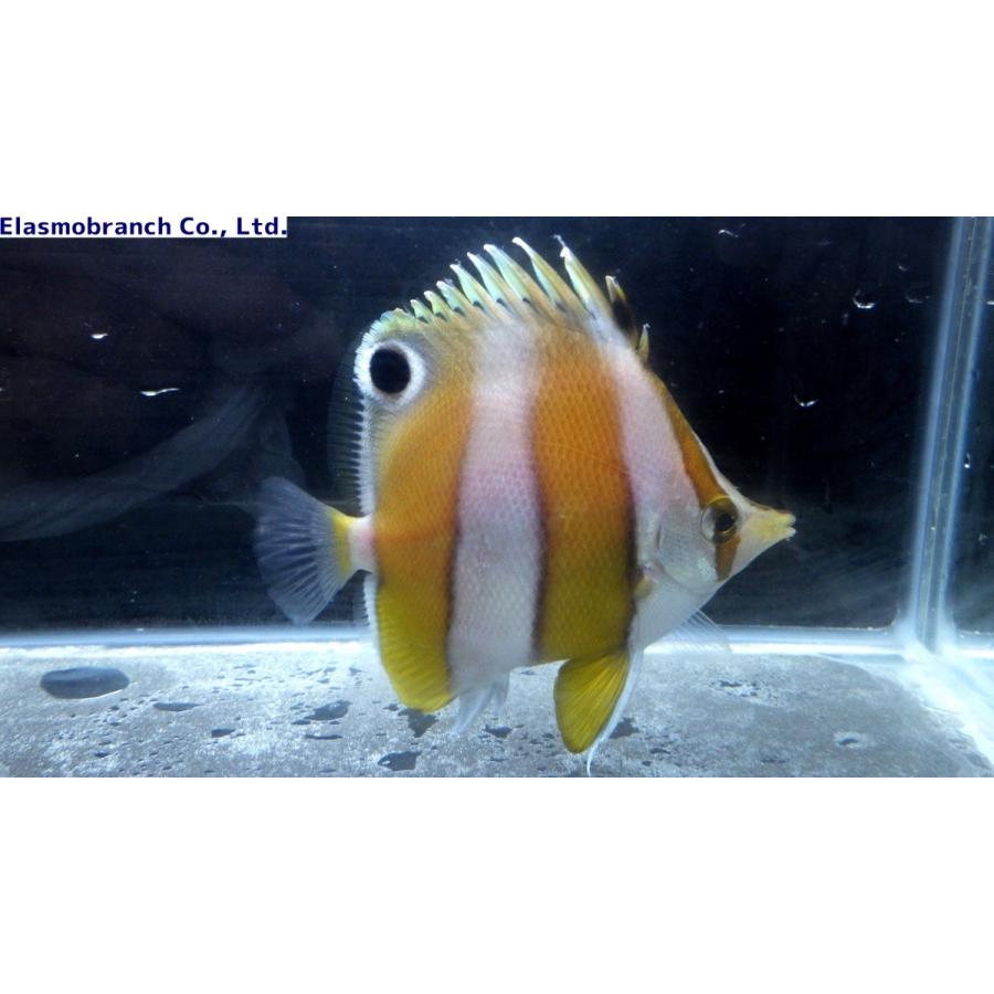 （チョウチョウウオ科） ゲンロクダイ Chaetodon modestus、Roa modesta （6〜8cm） 1匹 : アクアハウス魚の ...