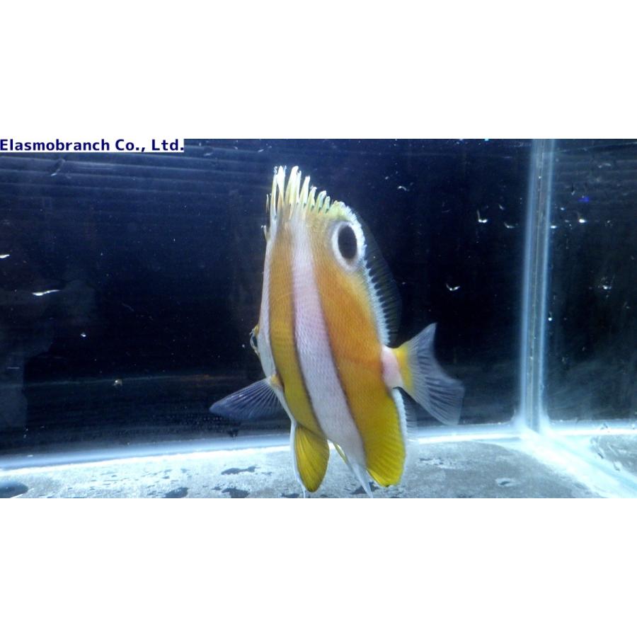 （チョウチョウウオ科） ゲンロクダイ Chaetodon modestus、Roa modesta （6〜8cm） 1匹 ...