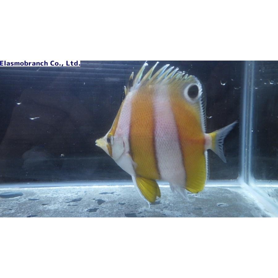 （チョウチョウウオ科） ゲンロクダイ Chaetodon modestus、Roa modesta （6〜8cm） 1匹 ...