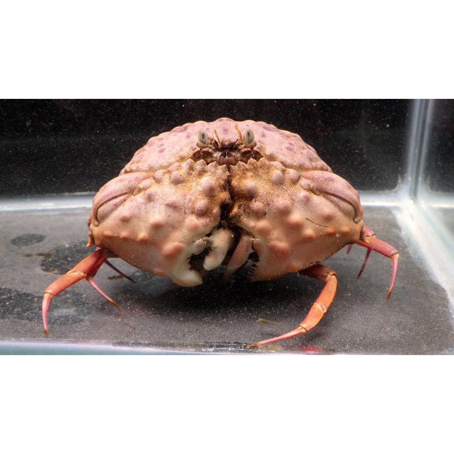 （カラッパ科） マルミカラッパ Calappa pustulosa （5〜8cm） 1匹 : アクアハウス魚の道 - 通販 - Yahoo ...