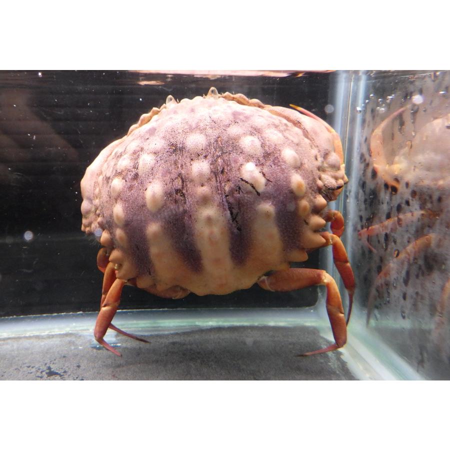 （カラッパ科） マルミカラッパ Calappa pustulosa （5〜8cm） 1匹 : アクアハウス魚の道 - 通販 - Yahoo ...