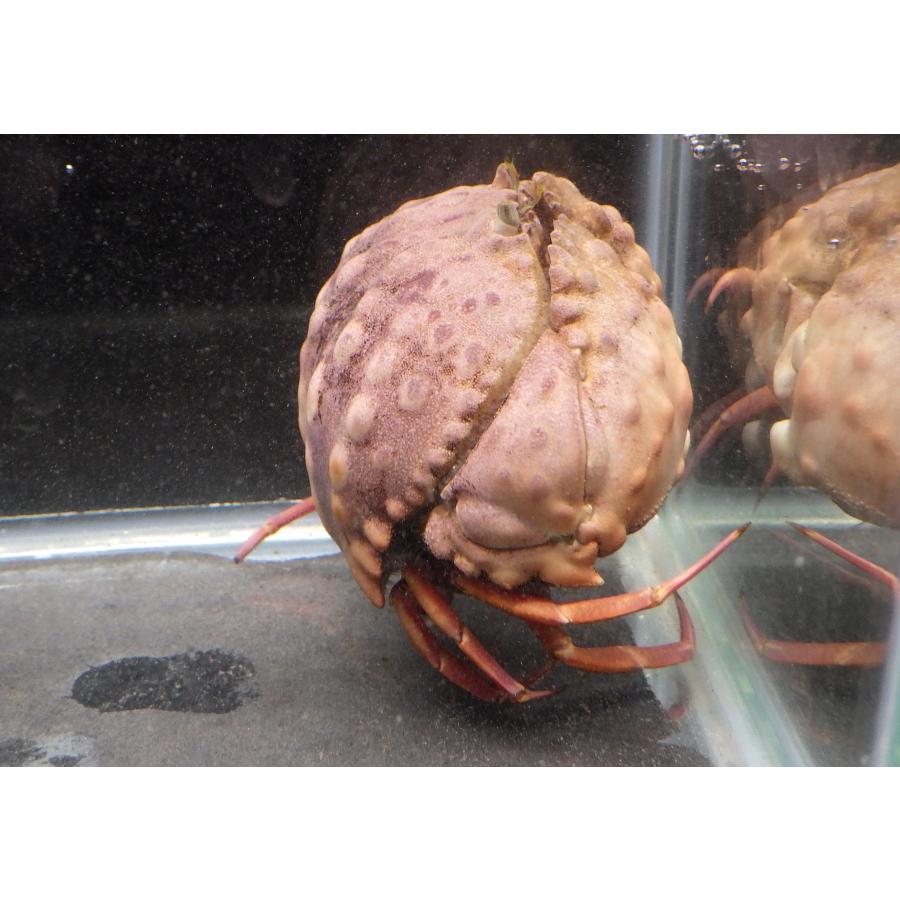 （カラッパ科） マルミカラッパ Calappa pustulosa （5〜8cm） 1匹 : アクアハウス魚の道 - 通販 - Yahoo ...