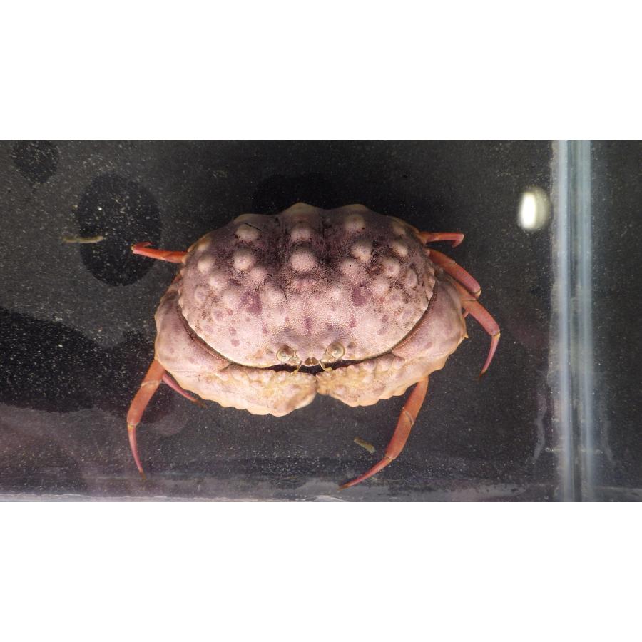 （カラッパ科） マルミカラッパ Calappa pustulosa （5〜8cm） 1匹 : アクアハウス魚の道 - 通販 - Yahoo ...