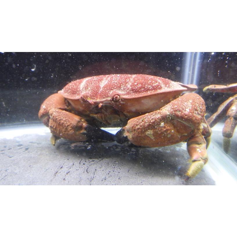 （オウギガニ科） ヘリトリマンジュウガニ Atergatis reticulatus （6〜8cm） 1匹 :crab-13:アクアハウス魚の ...