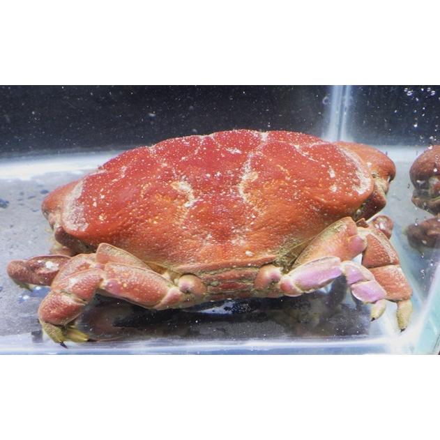 （オウギガニ科） ヘリトリマンジュウガニ Atergatis reticulatus （6〜8cm） 1匹 : アクアハウス魚の道 - 通販 ...