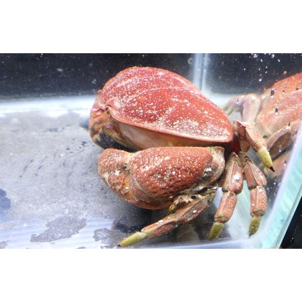 （オウギガニ科） ヘリトリマンジュウガニ Atergatis reticulatus （6〜8cm） 1匹 : アクアハウス魚の道 - 通販 ...