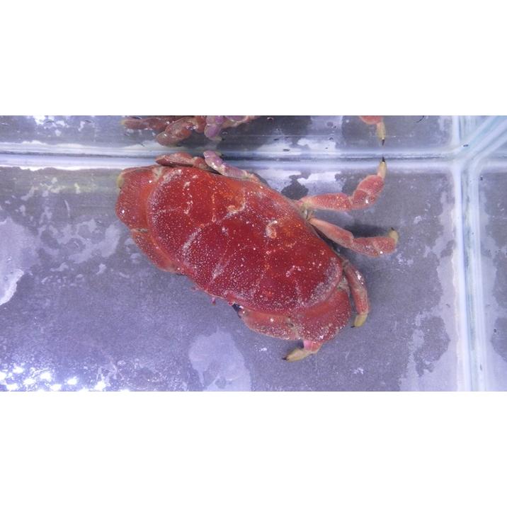 （オウギガニ科） ヘリトリマンジュウガニ Atergatis reticulatus （6〜8cm） 1匹 : アクアハウス魚の道 - 通販 ...