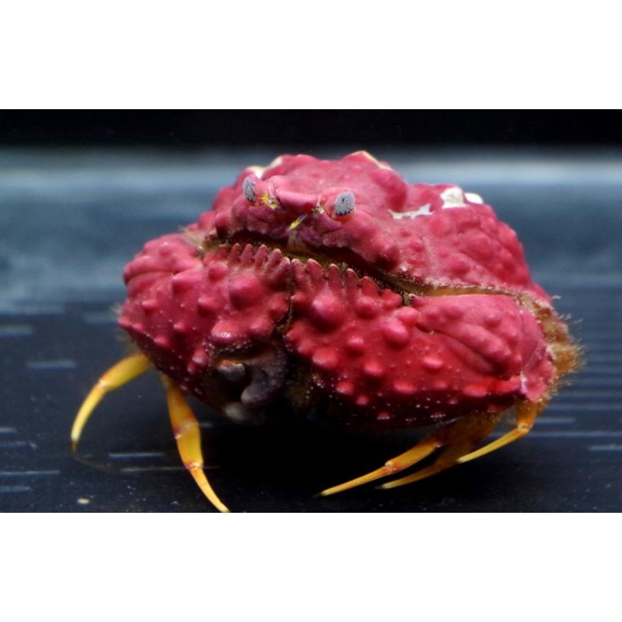 （カラッパ科） コブカラッパ オレンジ Calappa gallus （4〜5cm） 1匹 : アクアハウス魚の道 - 通販 - Yahoo ...