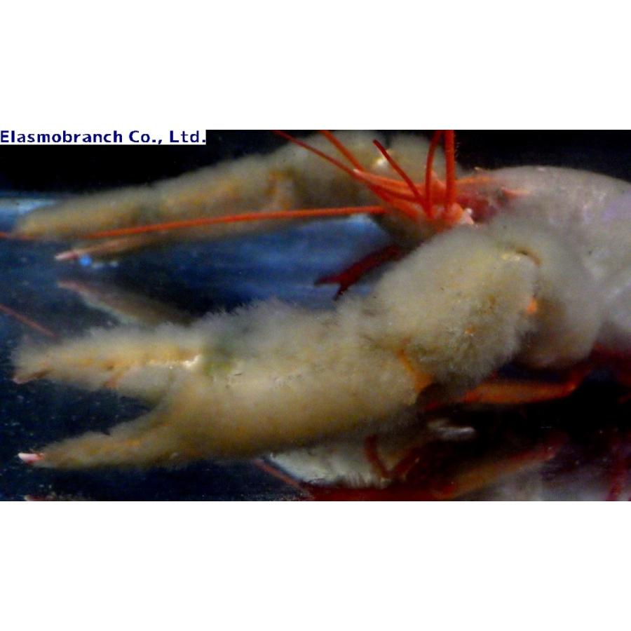 （アカザエビ科） オキナエビ Nephropsis stewarti （12〜15cm） 1匹 : アクアハウス魚の道 - 通販 ...