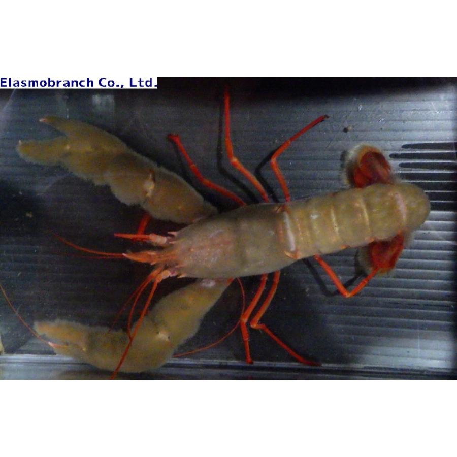 （アカザエビ科） オキナエビ Nephropsis stewarti （12〜15cm） 1匹 : アクアハウス魚の道 - 通販 ...