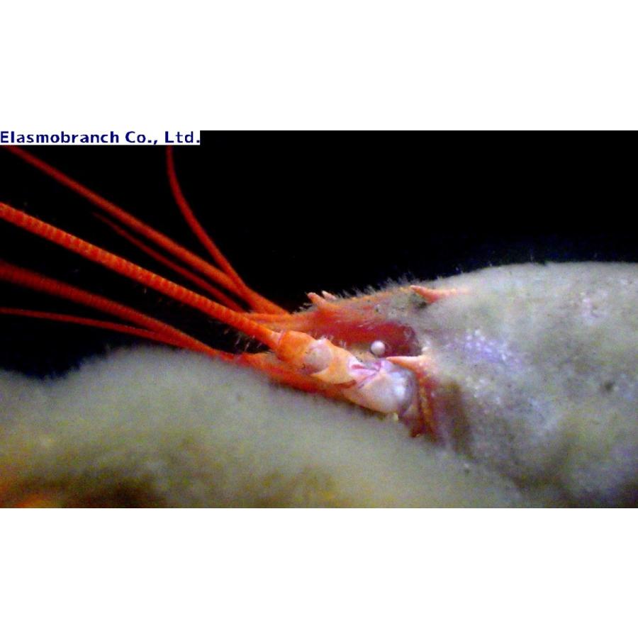 （アカザエビ科） オキナエビ Nephropsis stewarti （12〜15cm） 1匹 : アクアハウス魚の道 - 通販 ...