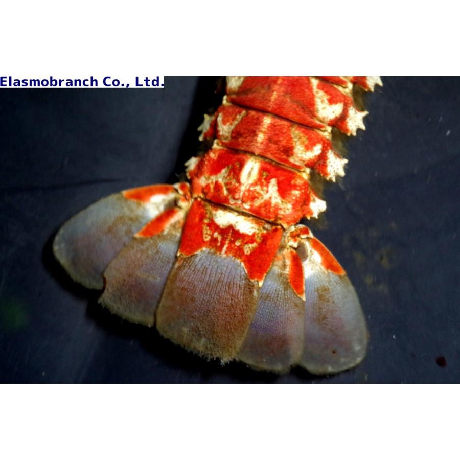 （イセエビ科） ハコエビ Linuparus trigonus （甲長25〜30cm） 1匹 : アクアハウス魚の道 - 通販 - Yahoo ...