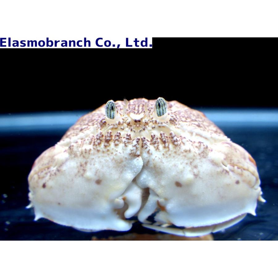 （カラッパ科） トラフカラッパ ベビー Calappa lopbos （約2cm） 1匹 : アクアハウス魚の道 - 通販 - Yahoo ...