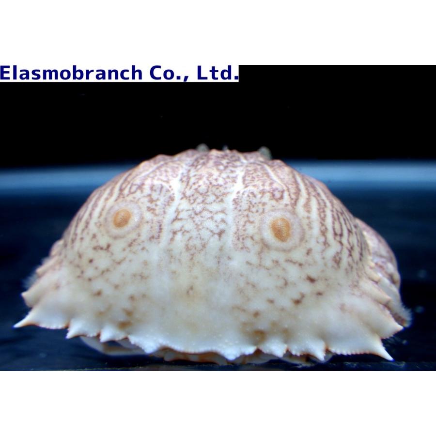 （カラッパ科） トラフカラッパ ベビー Calappa lopbos （約2cm） 1匹 : アクアハウス魚の道 - 通販 - Yahoo ...