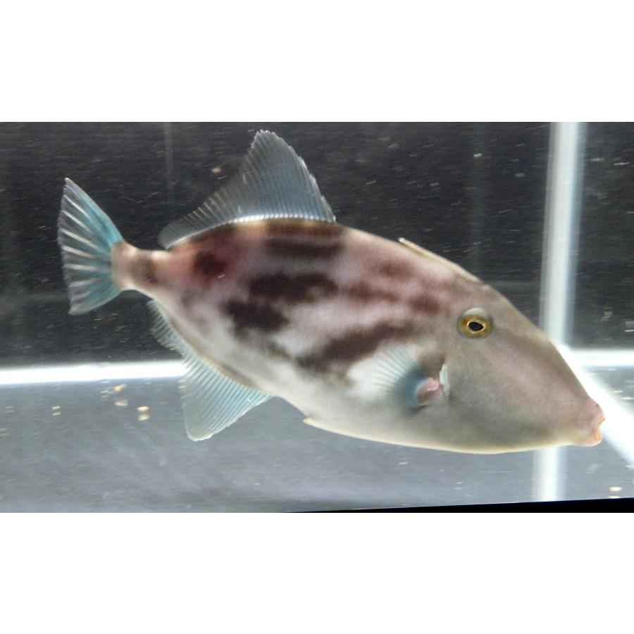 （カワハギ科） ウマヅラハギ Thamnaconus modestus （30〜35cm） 1匹 : アクアハウス魚の道 - 通販 ...