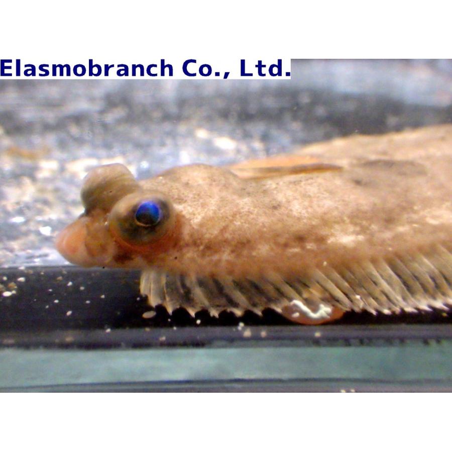 （カレイ科） ババガレイ Microstomus achne （9〜11cm） 1匹 : アクアハウス魚の道 - 通販 - Yahoo!ショッピング