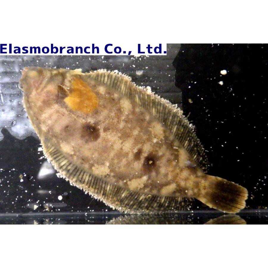 （カレイ科） ババガレイ Microstomus achne （9〜11cm） 1匹 : アクアハウス魚の道 - 通販 - Yahoo!ショッピング