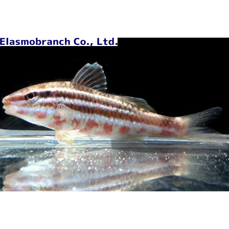 （ヒメジ科） オキナヒメジ Parupeneus spilurus （8〜10cm） 1匹 :goatfish-6:アクアハウス魚の道 ...