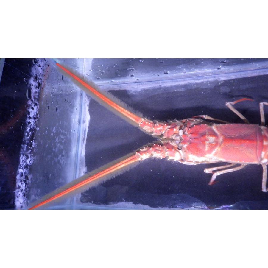 （イセエビ科） ハコエビ Linuparus trigonus （10〜15cm） 1匹 : アクアハウス魚の道 - 通販 - Yahoo ...