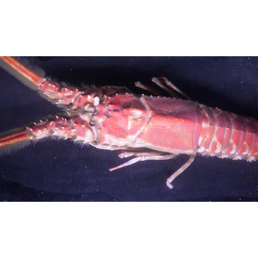 （イセエビ科） ハコエビ Linuparus trigonus （10〜15cm） 1匹 : アクアハウス魚の道 - 通販 - Yahoo ...